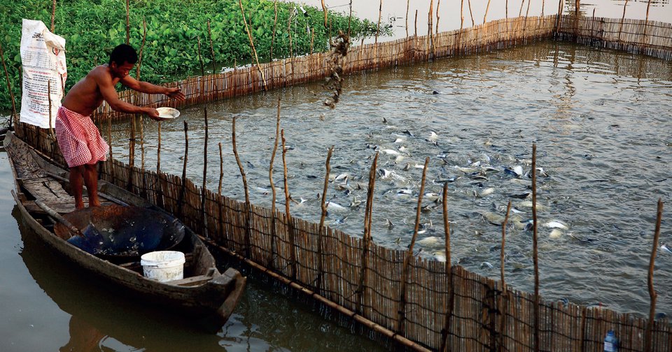 សមាគមវារីវប្បករ៖ កម្ពុជាមានសមត្ថភាពចិញ្ចឹមត្រី បានគ្រប់គ្រាន់ទីផ្សារ ...