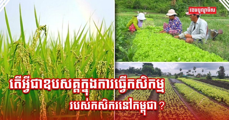 តើកម្ពុជាត្រូវធ្វើដូចម្តេចដើម្បីរក្សាស្ថិរភាពតម្លៃកសិផលកុំឱ្យឈ្មួញកណ្តា ...