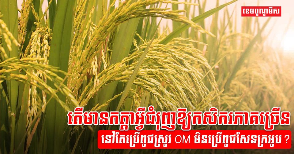 តើមានកត្តាអ្វីជំរុញឱ្យកសិករភាគច្រើននៅតែប្រើពូជស្រូវ OM ...