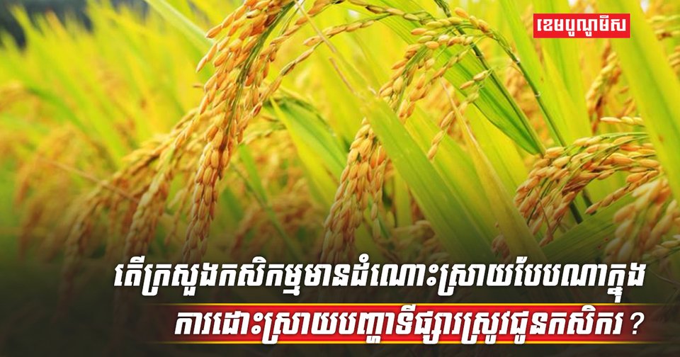 តើក្រសួងកសិកម្មមានដំណោះស្រាយបែបណាក្នុងការដោះស្រាយបញ្ហាទីផ្សារស្រូវជូនកសិករ? — Cambonomist